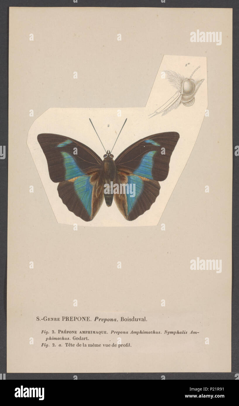 Prepona hi-res stock photography and images - Alamy