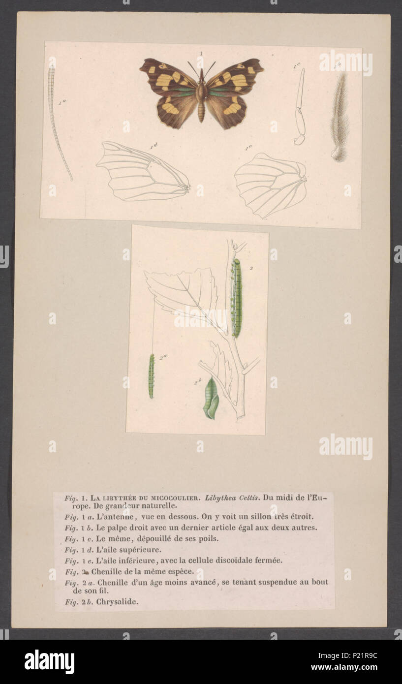 Libythea hi-res stock photography and images - Alamy