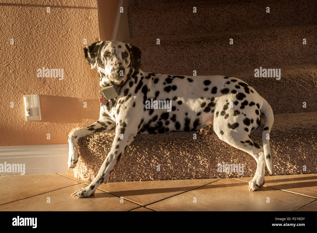Dalmation series hi-res stock photography and images - Alamy