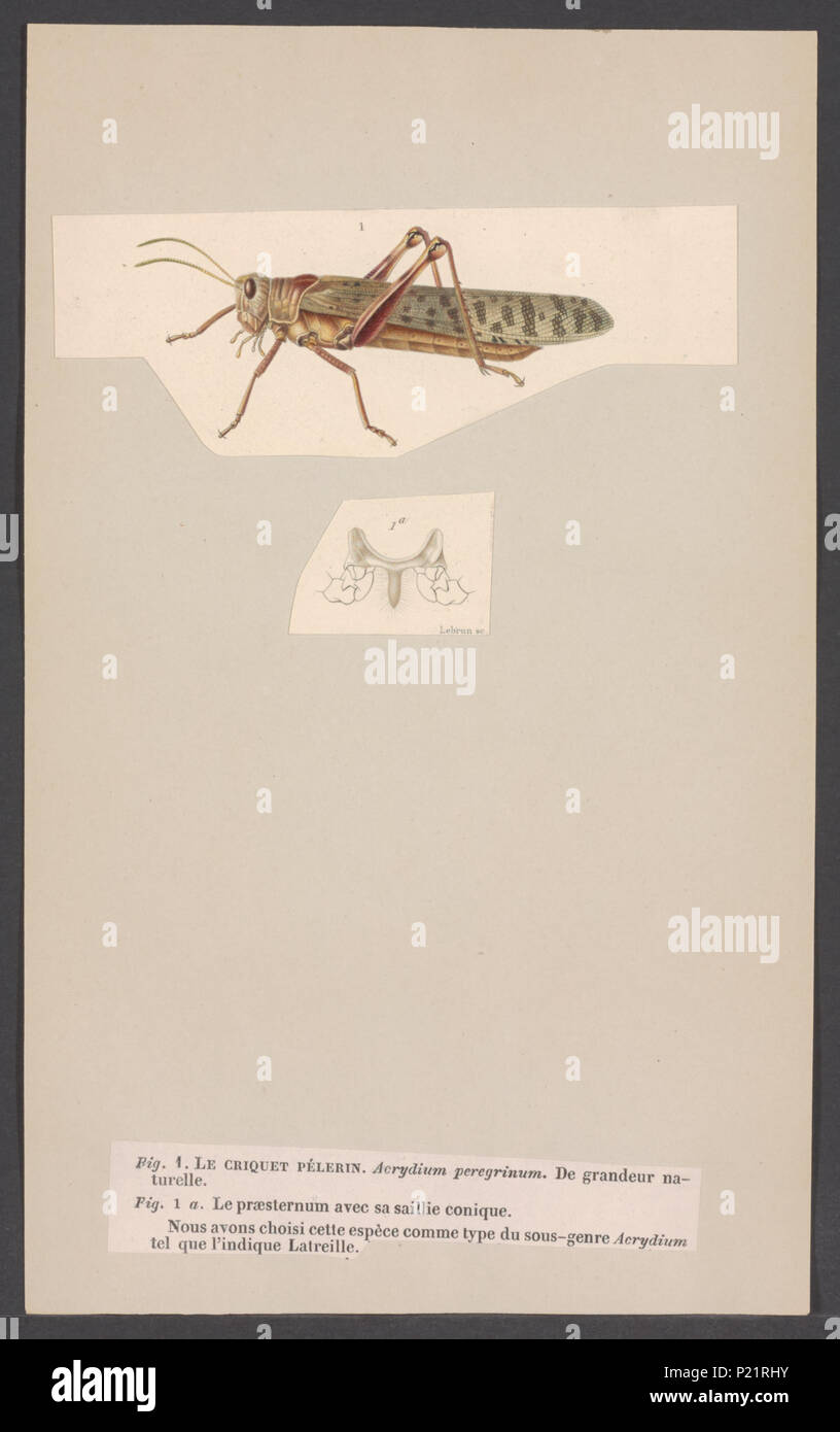 Acridium hi-res stock photography and images - Alamy