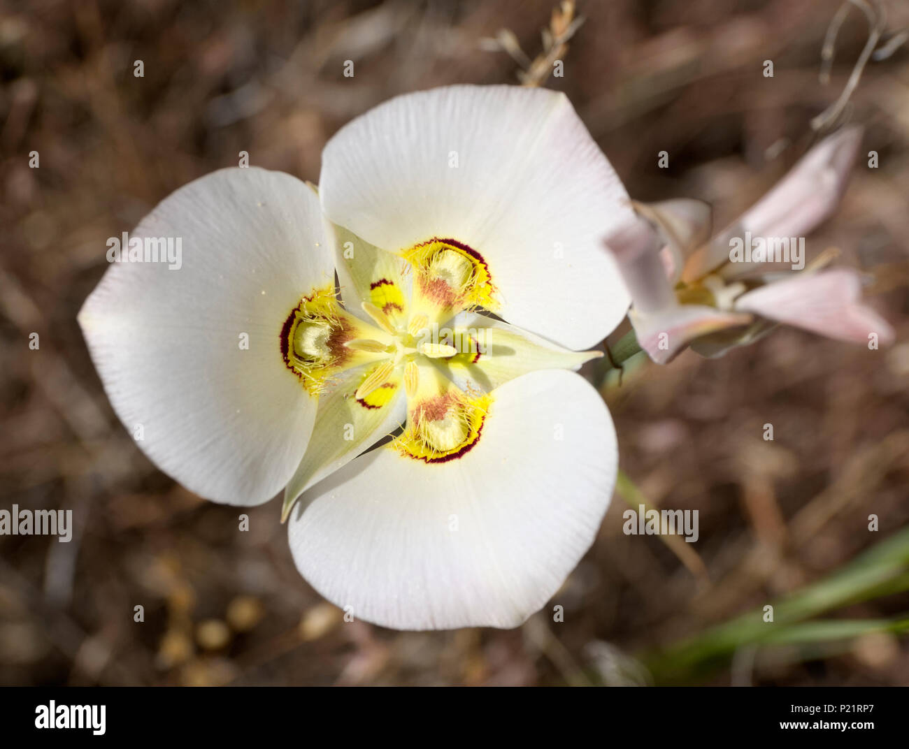 Liliaceae calochortus nuttallii hi-res stock photography and images - Alamy