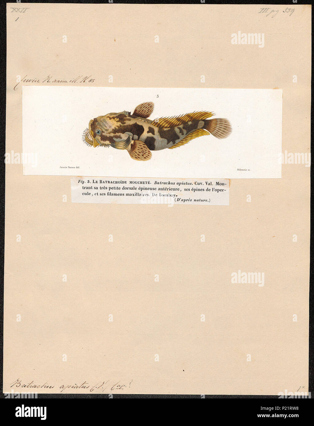 Syn 3.0 hi-res stock photography and images - Alamy