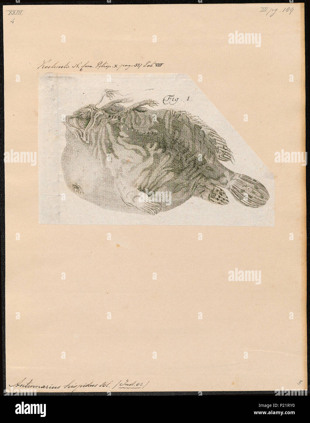 Antennarius hispidus shaggy frogfish hi-res stock photography and ...