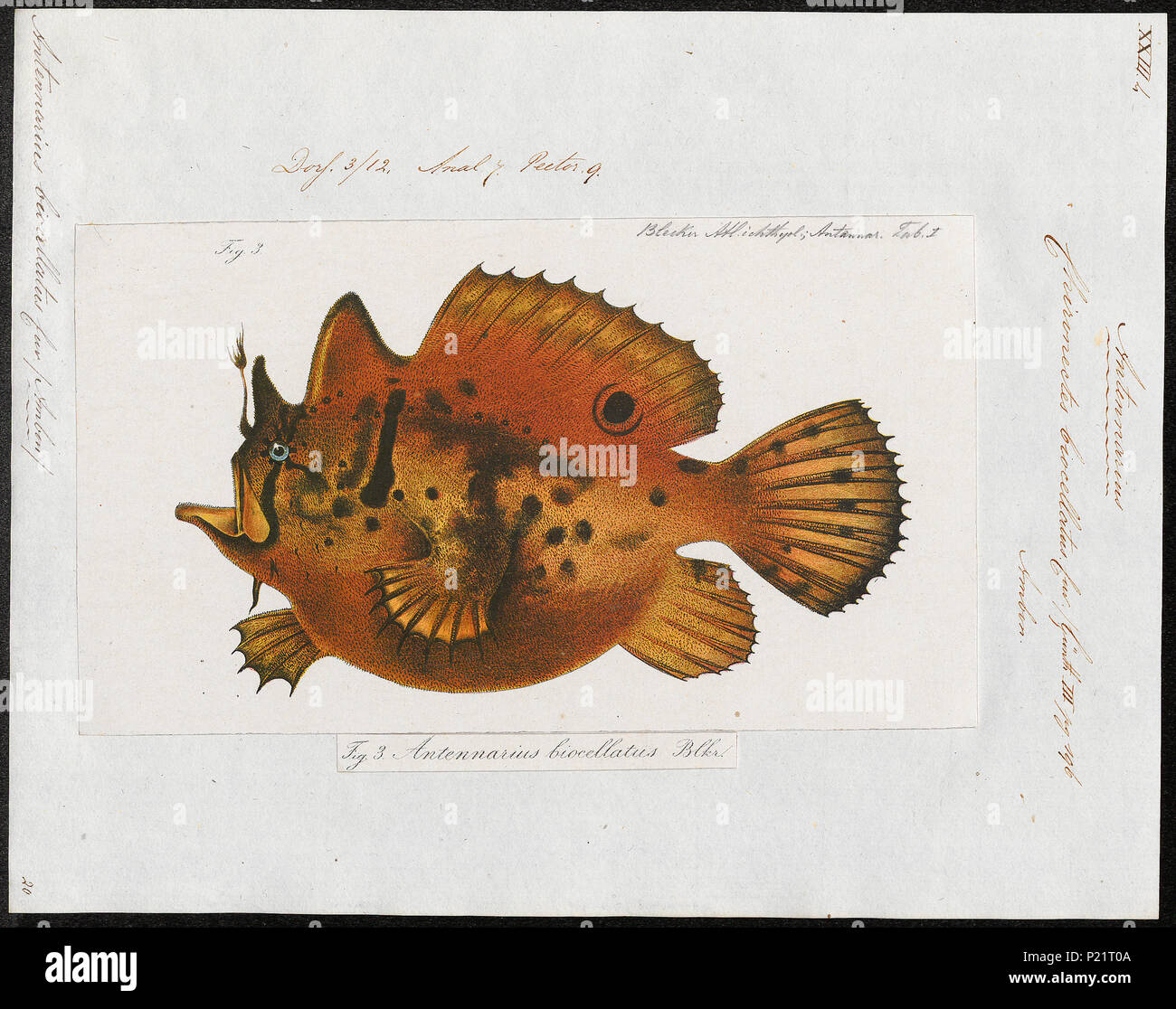 Antennarius biocellatus hi-res stock photography and images - Alamy