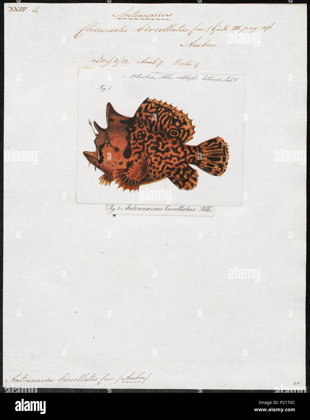 Antennarius biocellatus hi-res stock photography and images - Alamy