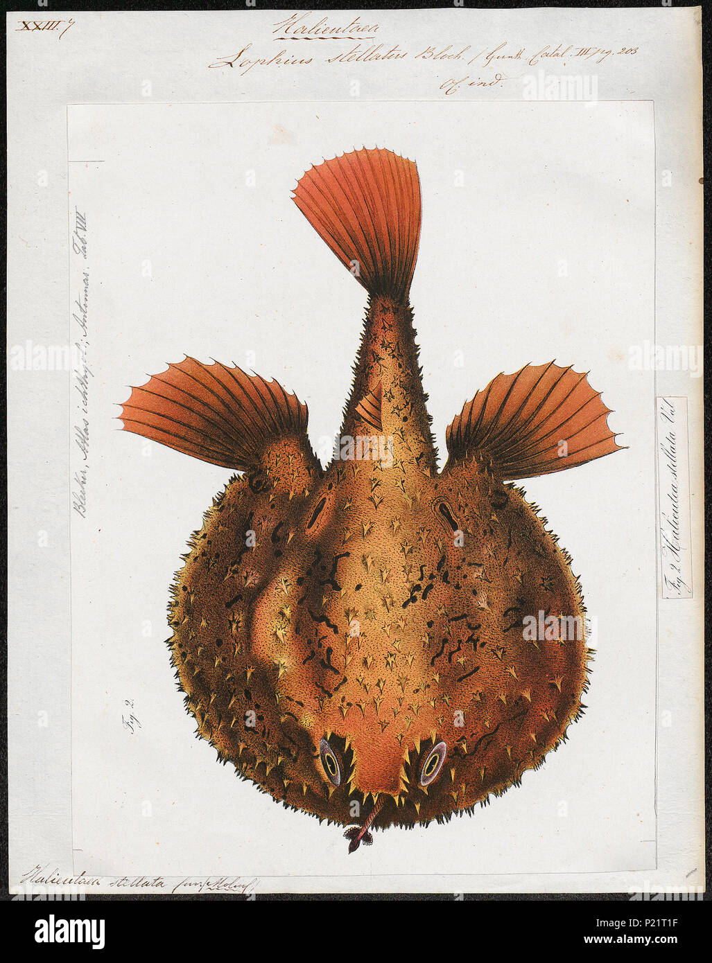 . Halieutaea stellata - bovenzijde . between 1700 and 1880 144 ...