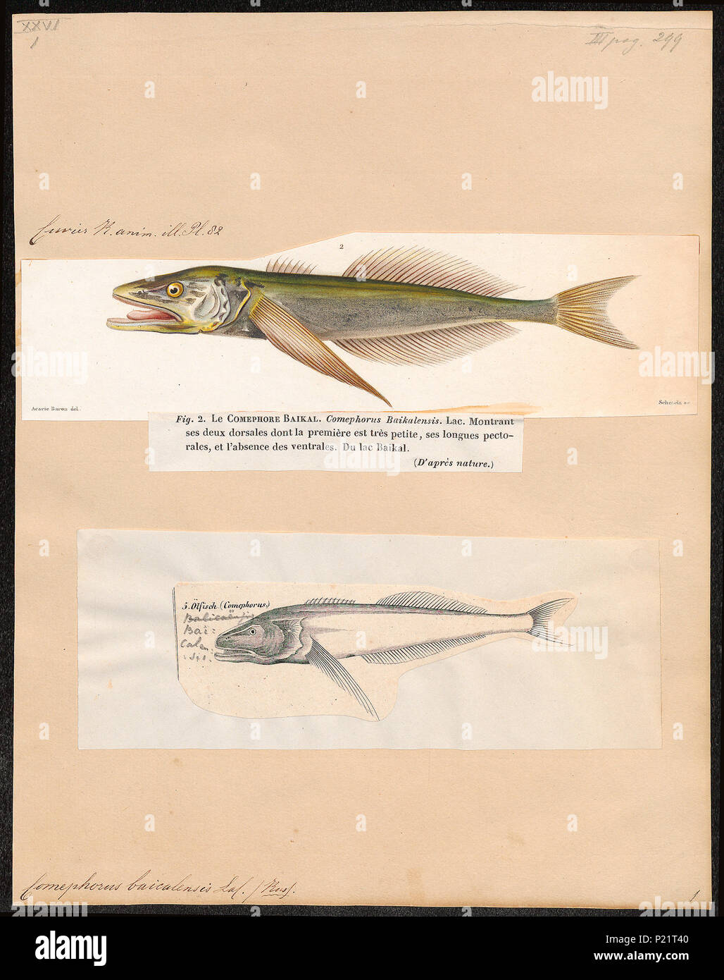 Comephorus baikalensis hi-res stock photography and images - Alamy