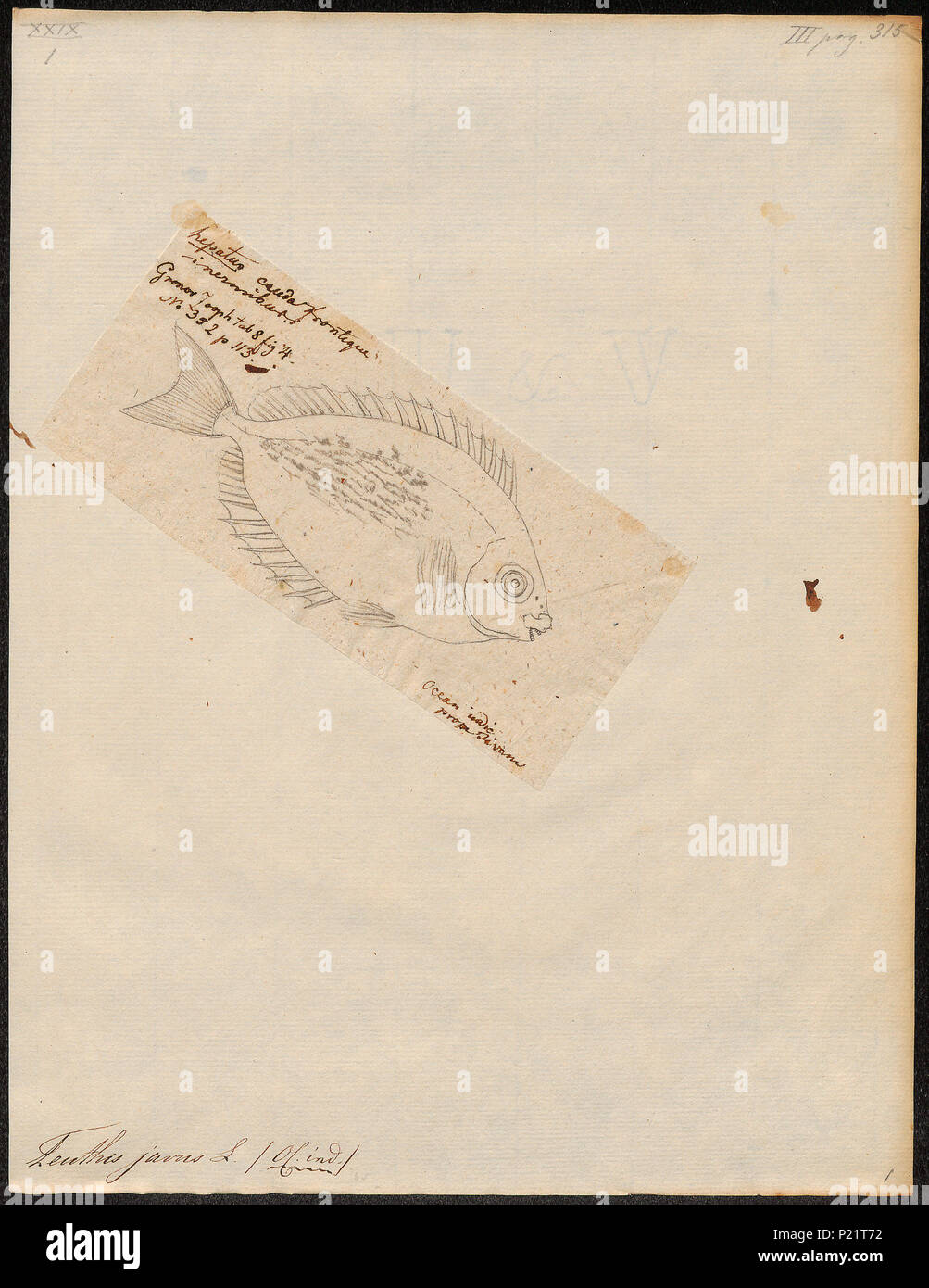 Javus hi-res stock photography and images - Alamy