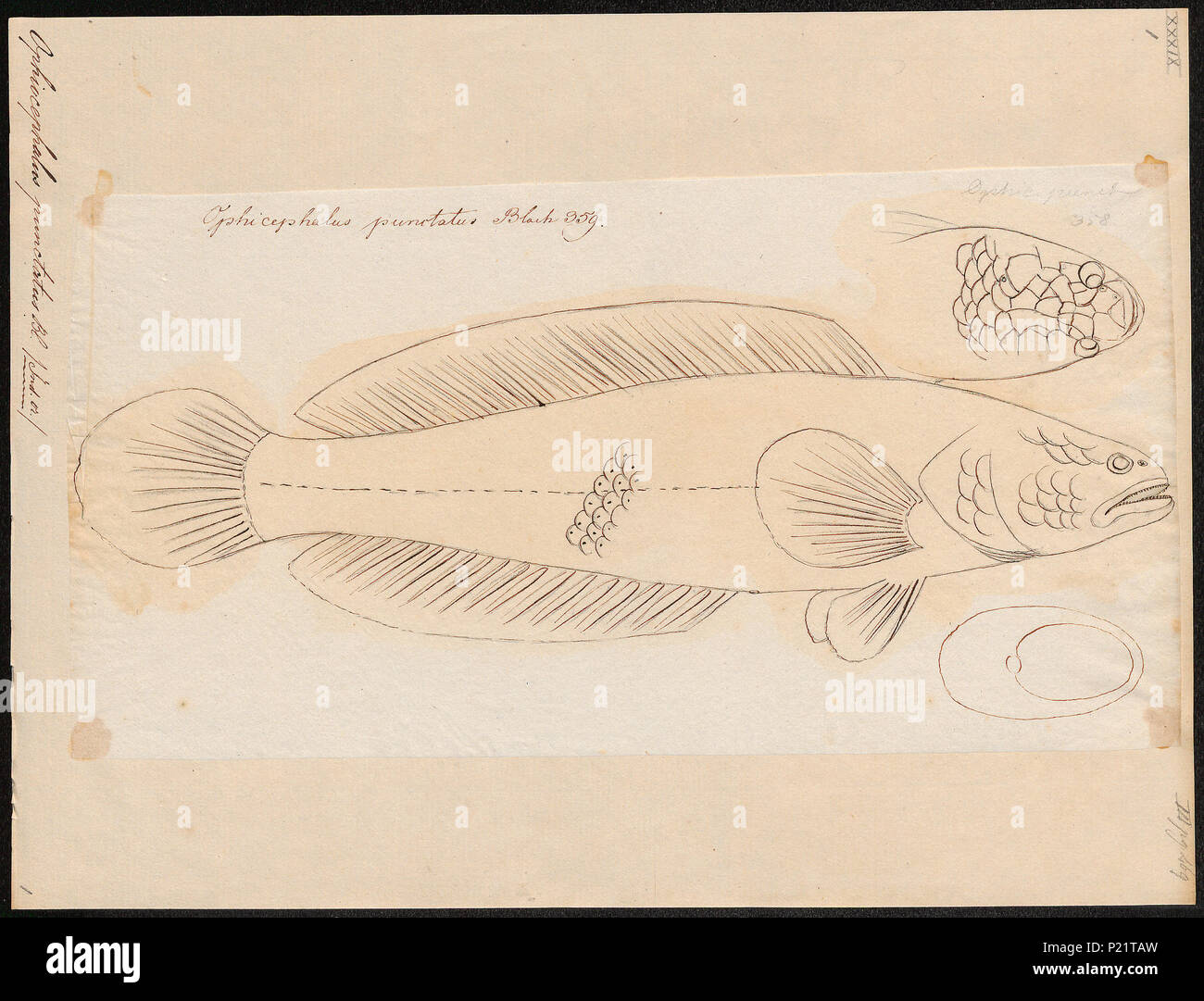 Channa punctata hi-res stock photography and images - Alamy