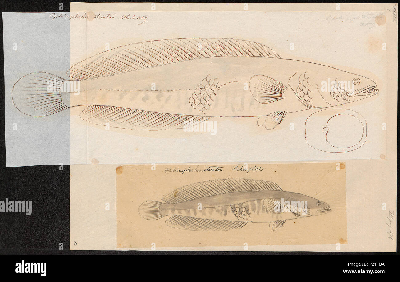 Channa Striata Drawing