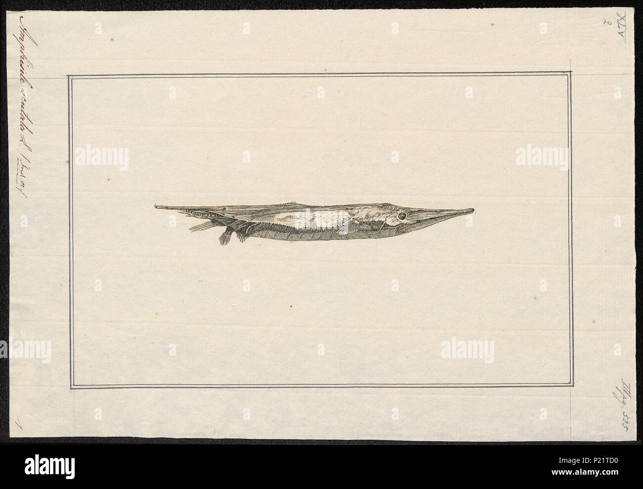 . Centriscus scutatus syn. Amphisile scutata . between 1700 and 1880 16 ...