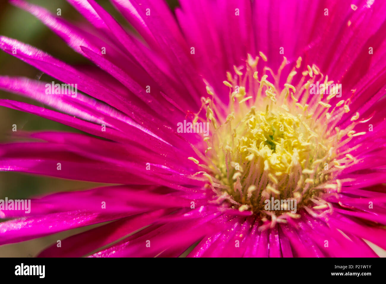Carpobrotus Hottentot Fig Flower High Resolution Stock Photography and ...