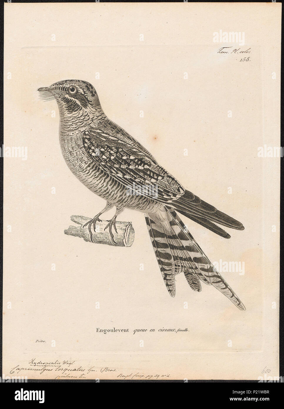 Caprimulgus torquatus hi-res stock photography and images - Alamy