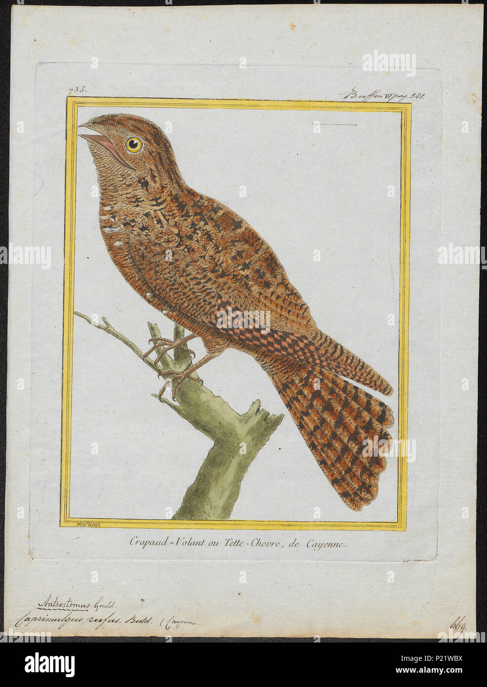 Caprimulgus rufus hi-res stock photography and images - Alamy