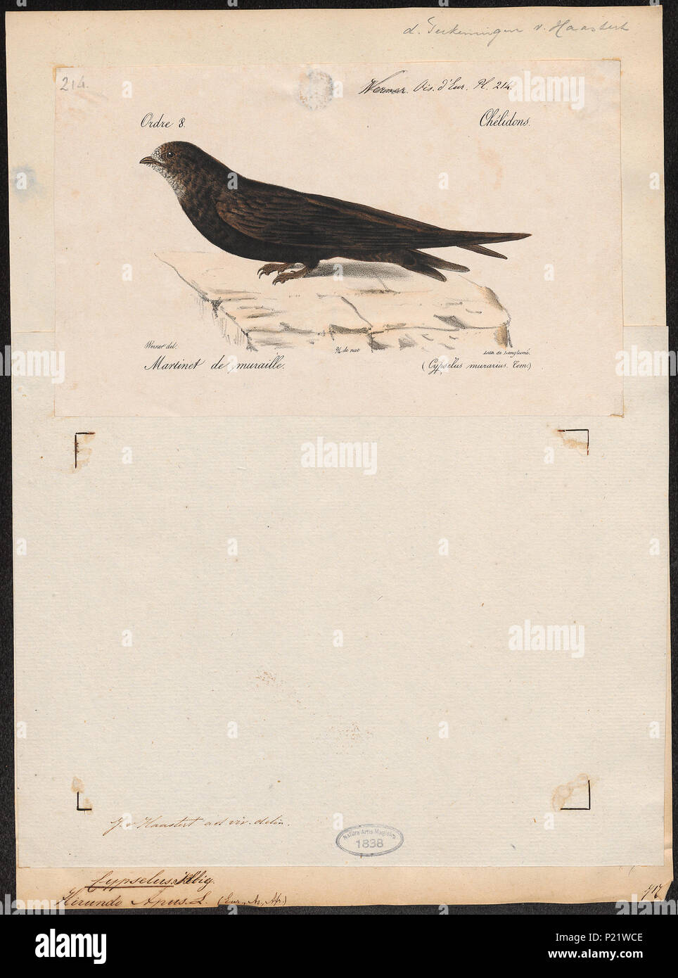 Cypselus High Resolution Stock Photography and Images - Alamy