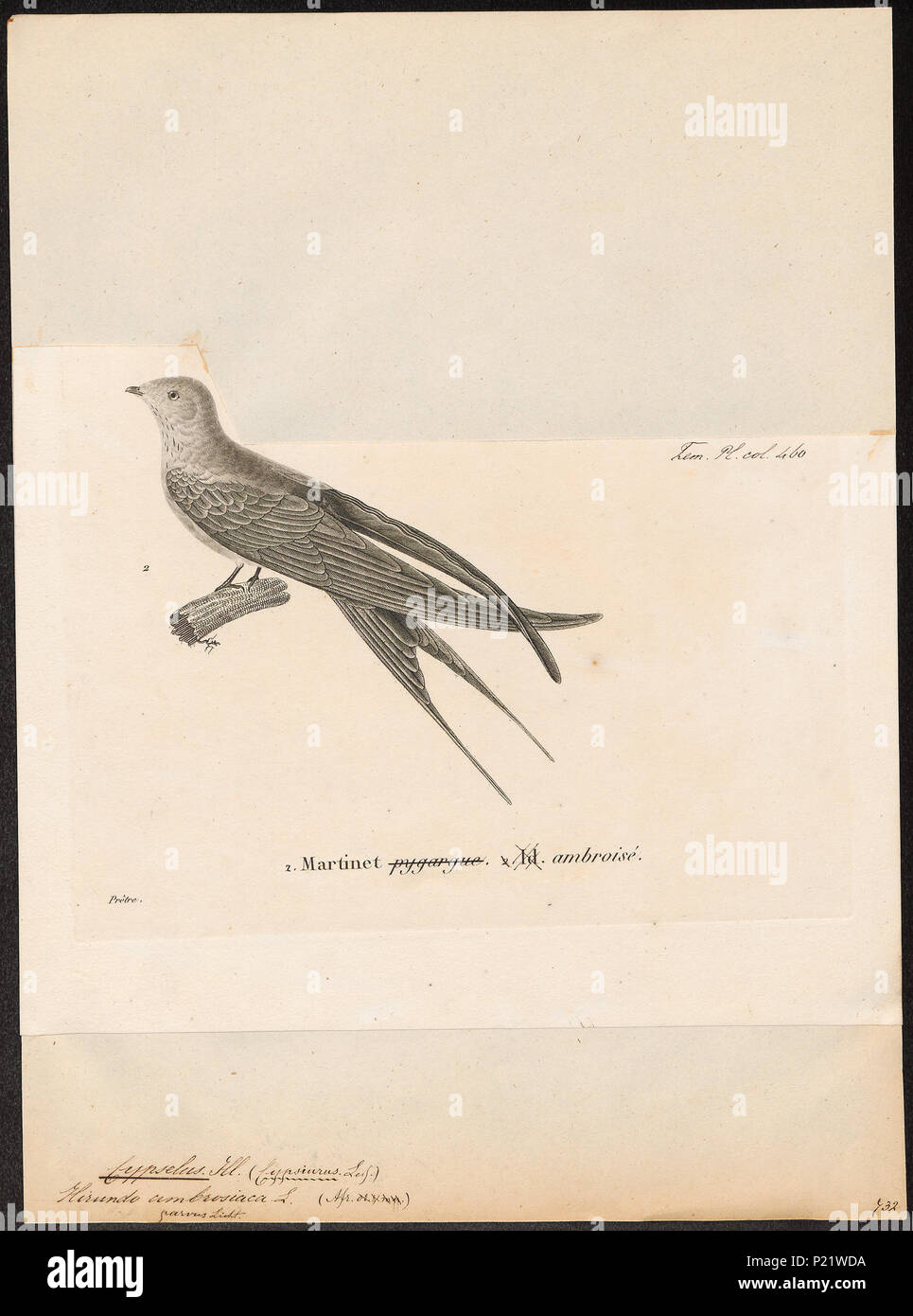 Cypselus parvus hi-res stock photography and images - Alamy