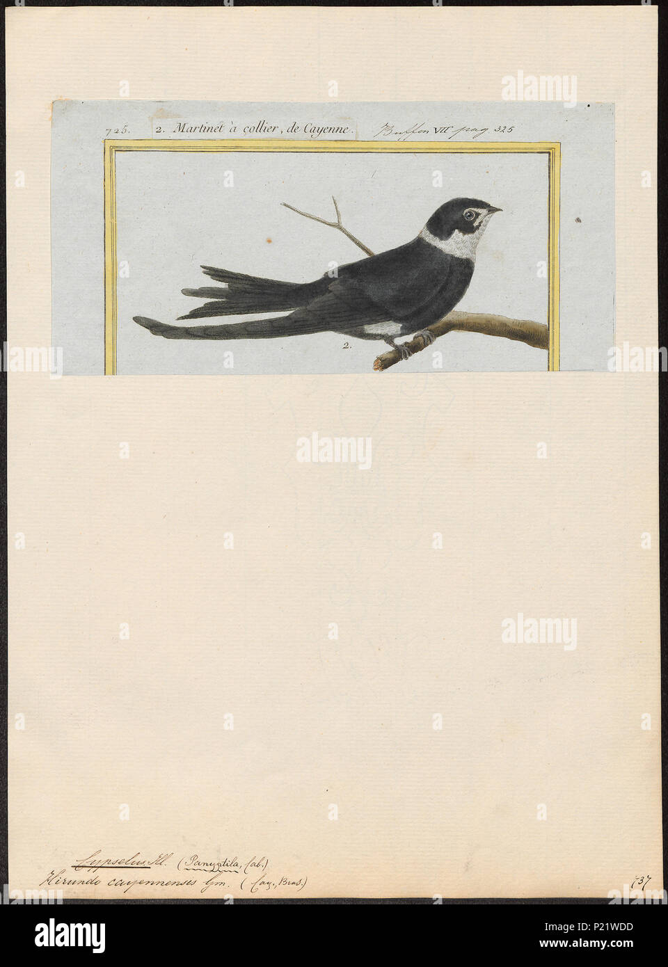 74 Cypselus cayennensis - 1700-1880 - Print - Iconographia Zoologica ...