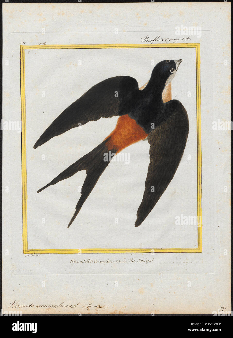 Hirundo senegalensis hi-res stock photography and images - Alamy