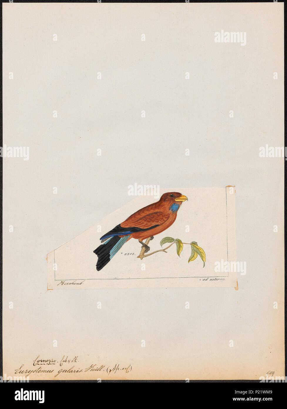 121 Eurystomus gularis - 1845-1863 - Print - Iconographia Zoologica ...