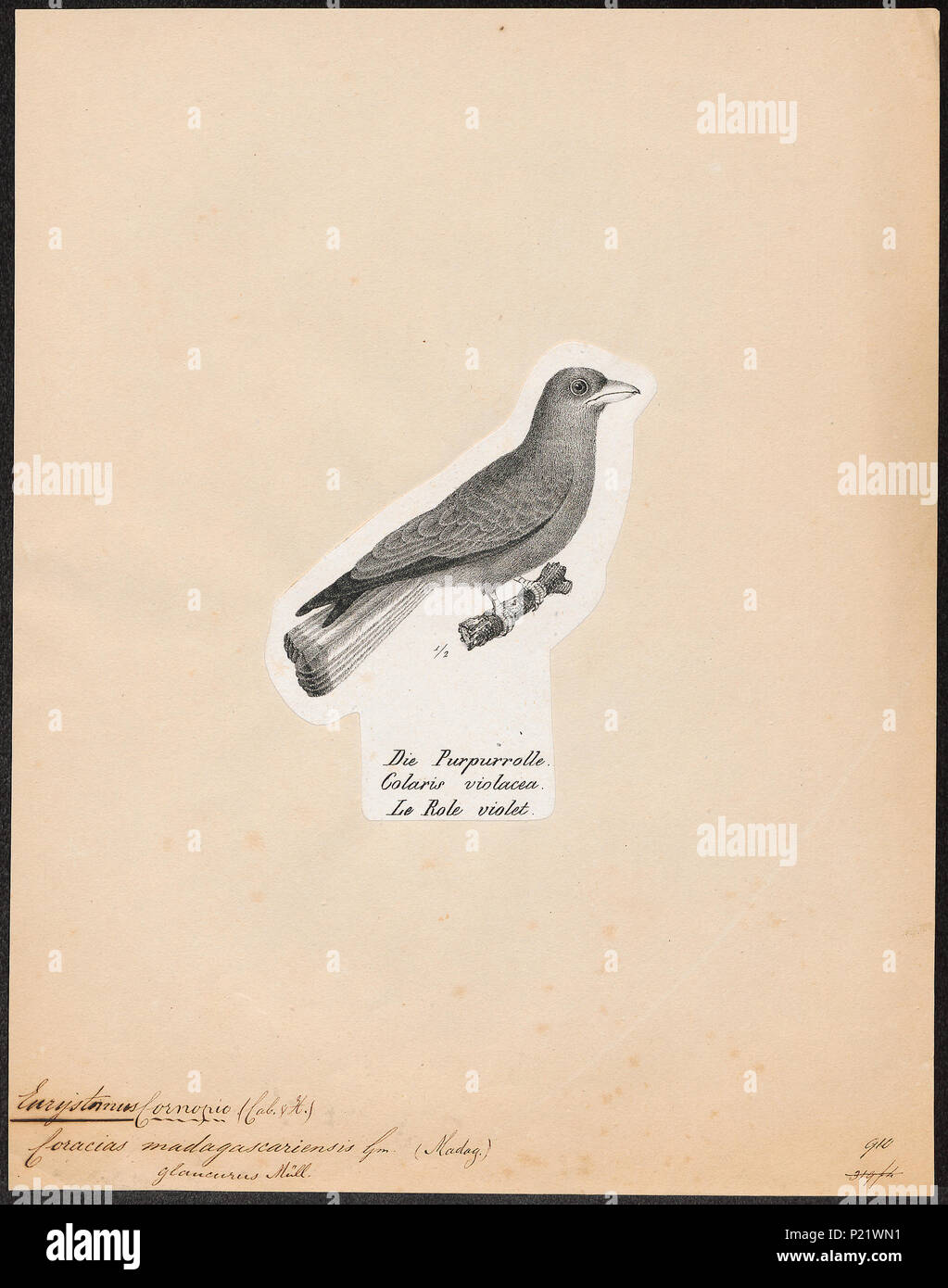 . Eurystomus glaucurus . between 1809 and 1845 121 Eurystomus glaucurus ...