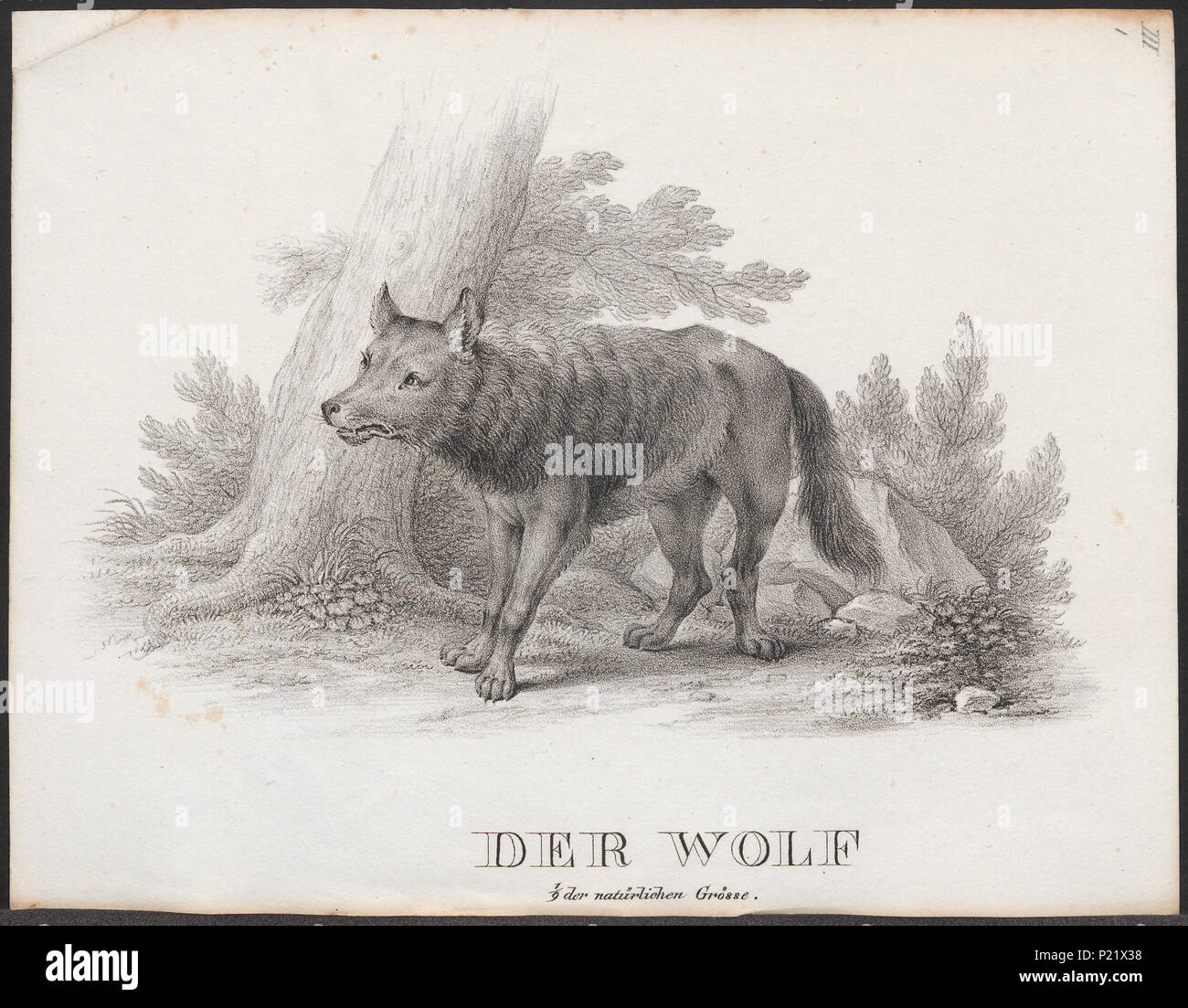 Were wolf 1700 hi-res stock photography and images - Alamy