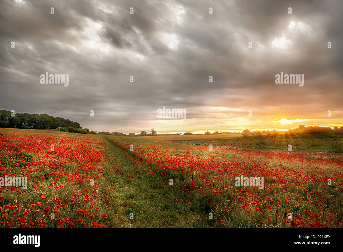 Path through wild poppies at dawn. Sunrise breaks over poppy field in ...