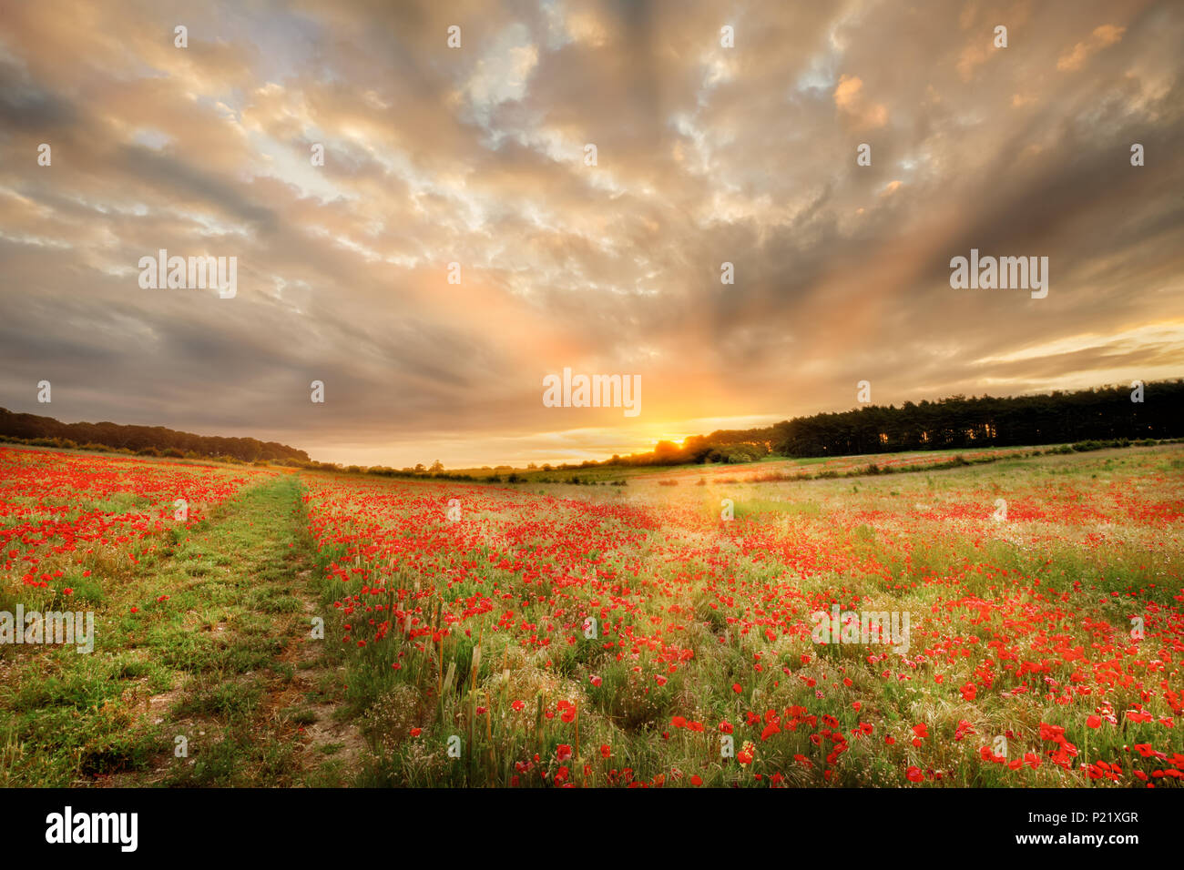 Stunning poppy field at sunrise in Norfolk UK. Large field of flowers ...
