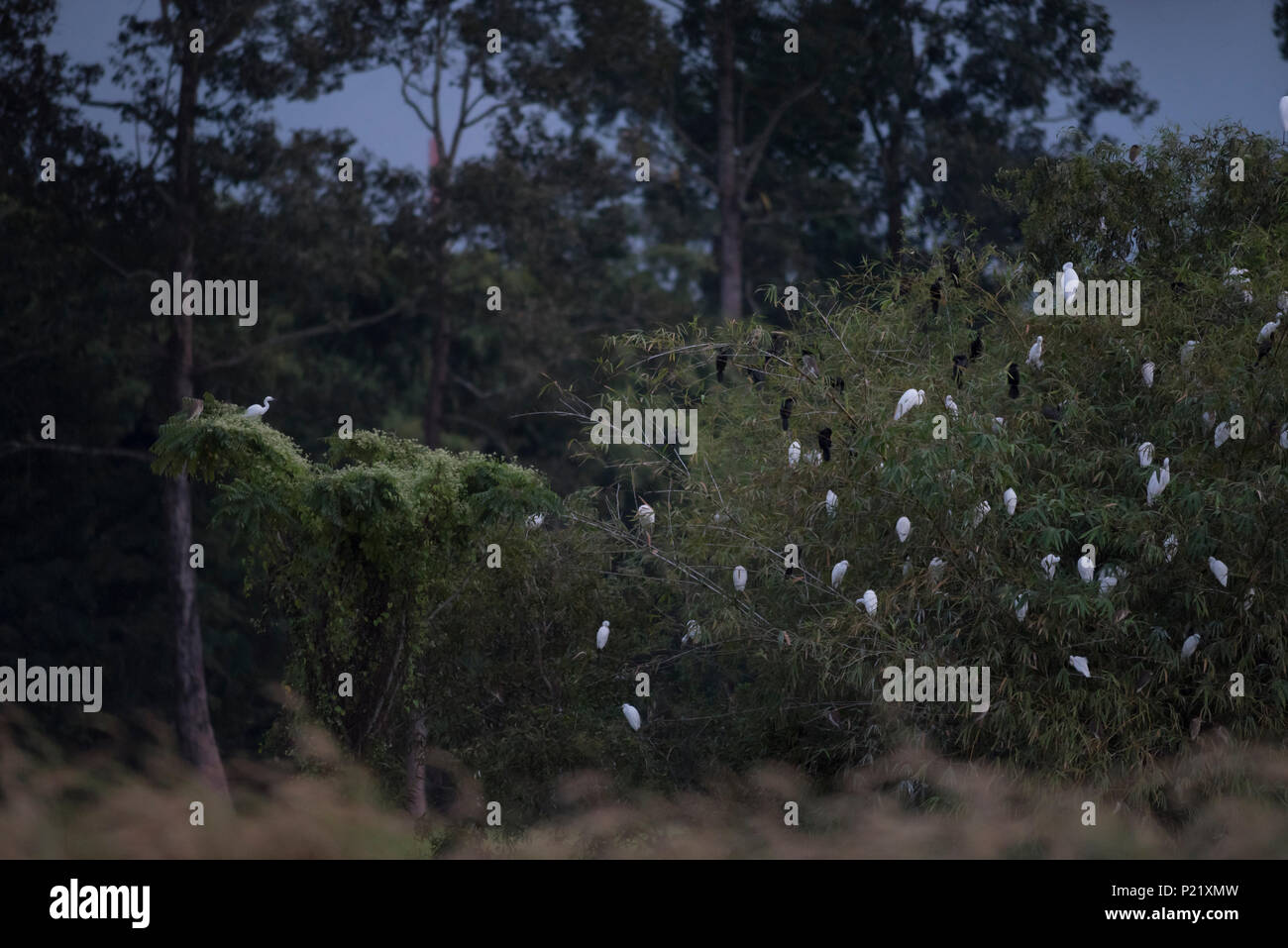Birds in wetlands Stock Photo - Alamy