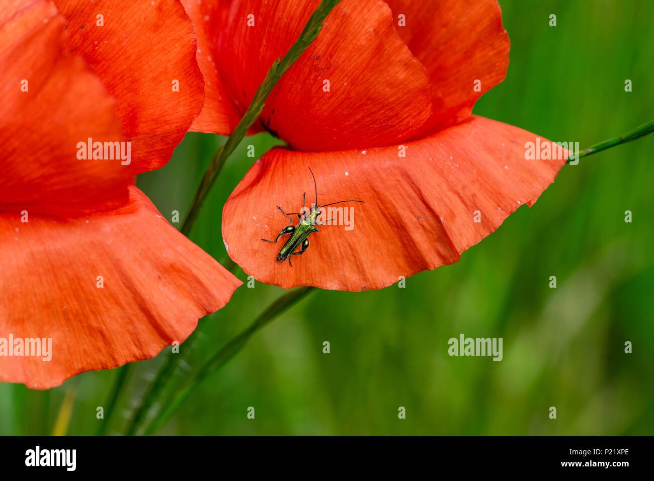 Thick legged flower beetle (Oedemera nobilis) also known as the false ...