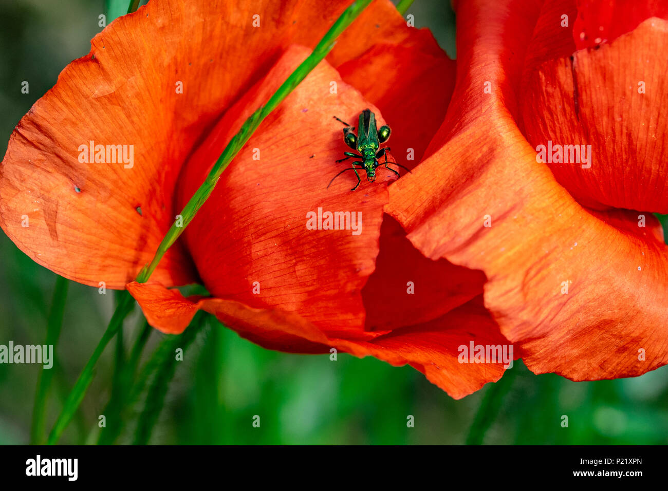 Thick legged flower beetle (Oedemera nobilis) also known as the false ...