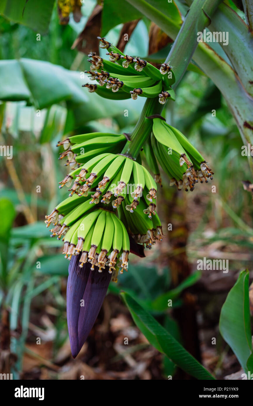 Close up of Banana fruits on the trekking route in a Paul valley on ...