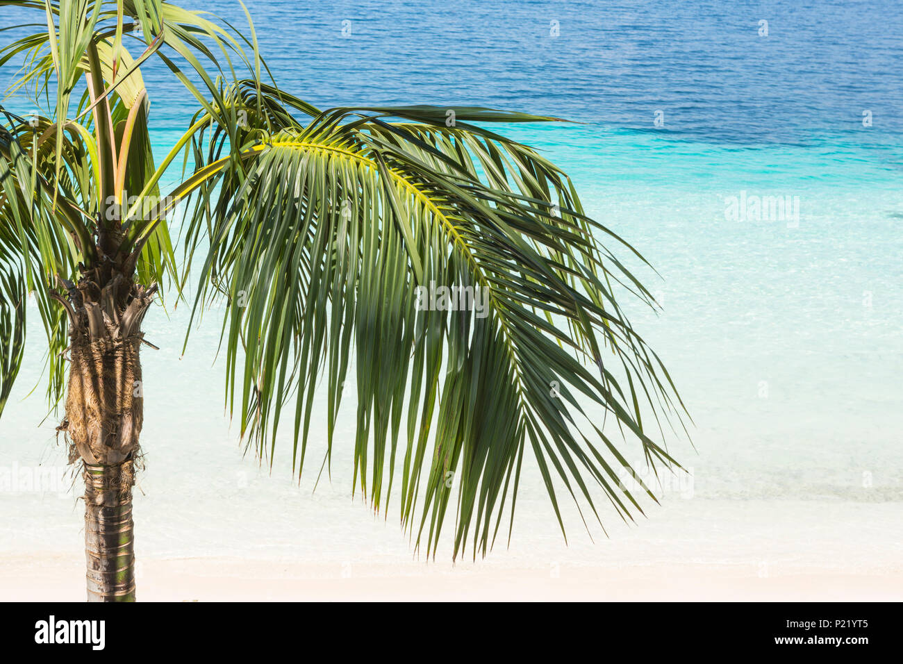 palm three and tropical beach with beautiful colors Stock Photo - Alamy