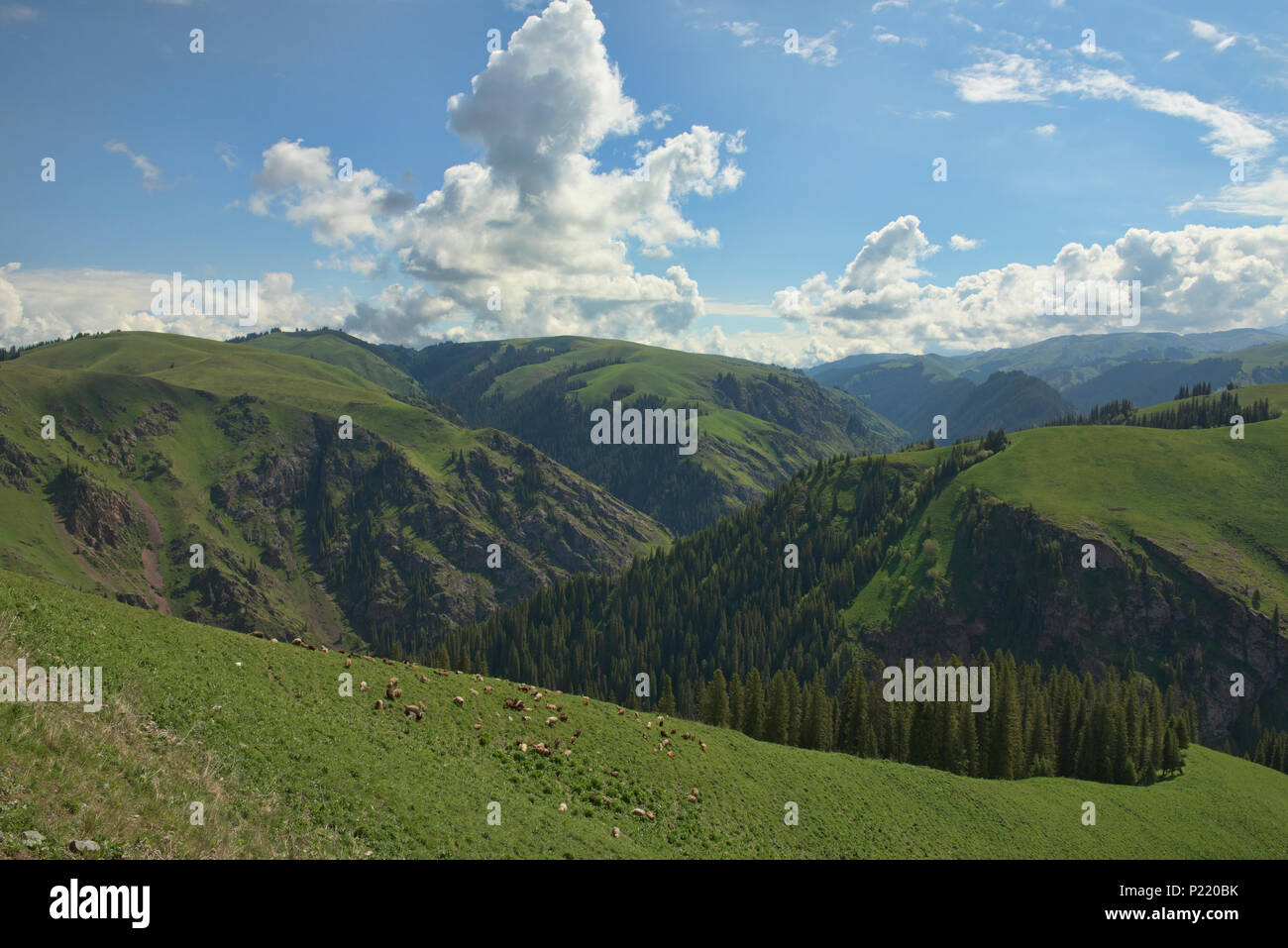 Yili xinjiang hi-res stock photography and images - Alamy