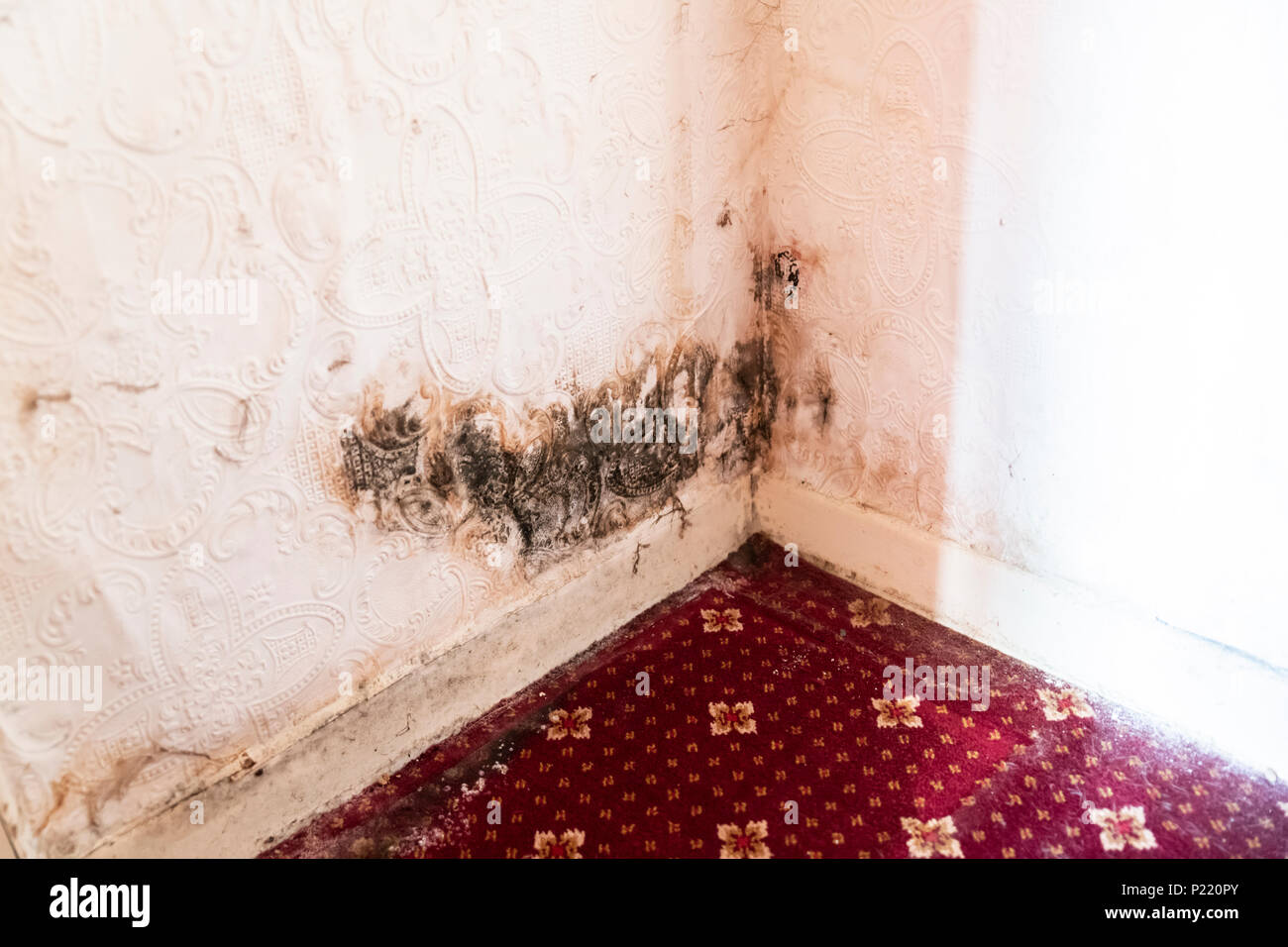 Rising damp hi-res stock photography and images - Alamy