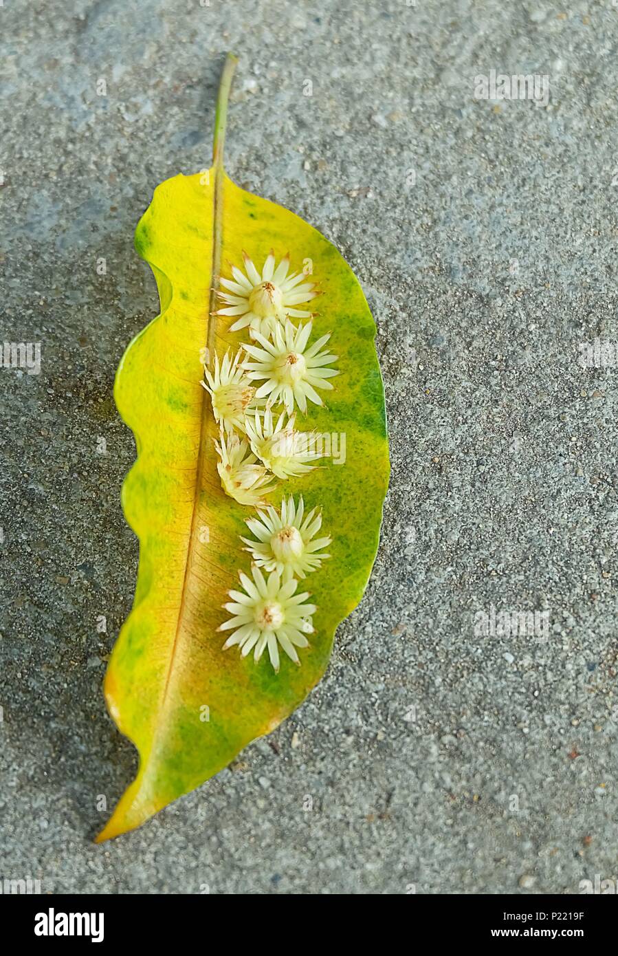 Yellow Bullet Beautiful