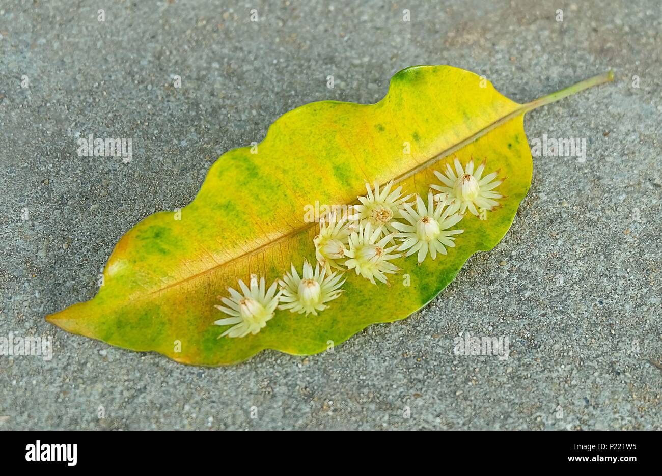 Yellow Bullet Beautiful