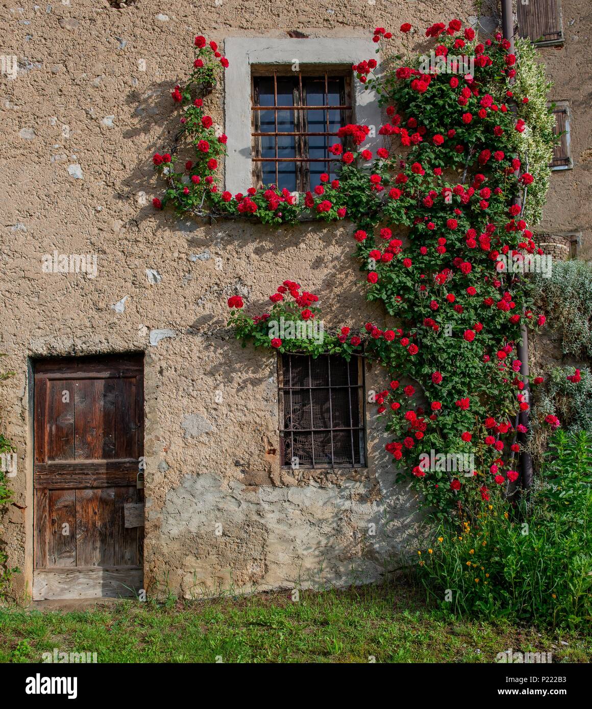 Climbing red roses hi-res stock photography and images - Alamy