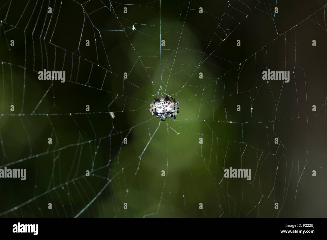 spider in tropical forest Stock Photo - Alamy