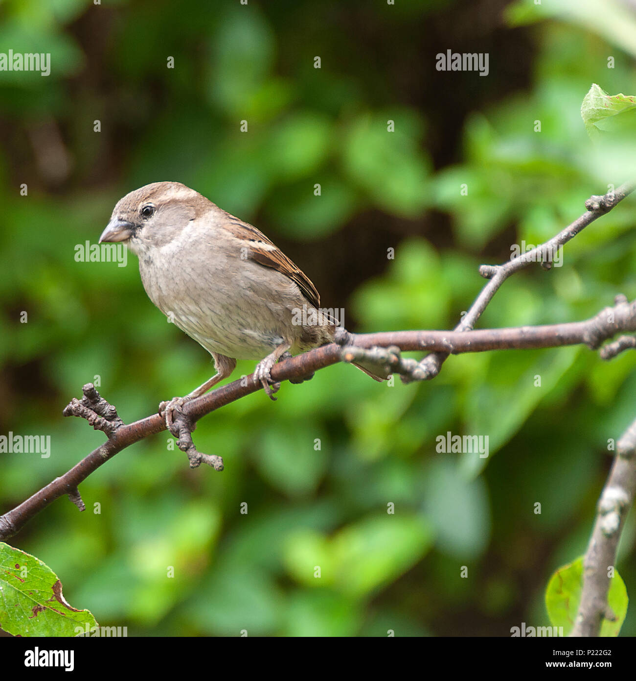 Female Tree Sparrow High Resolution Stock Photography and Images - Alamy