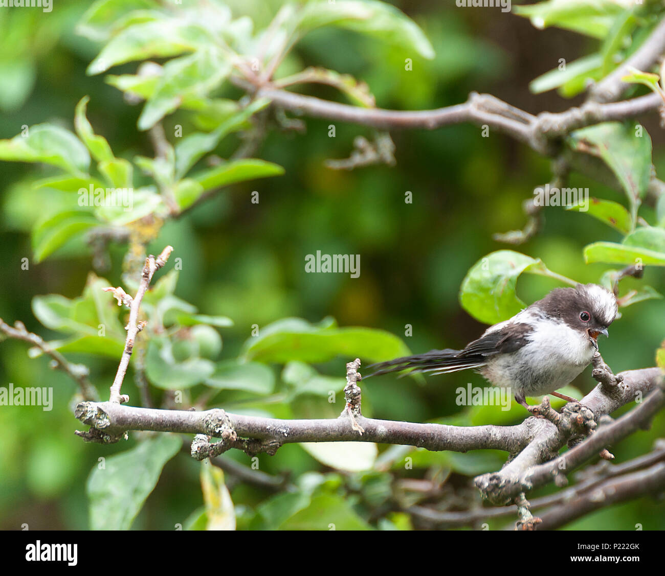 A Juvenile Long Tailed Tit Perching on an Apple Tree Branch Waiting for ...