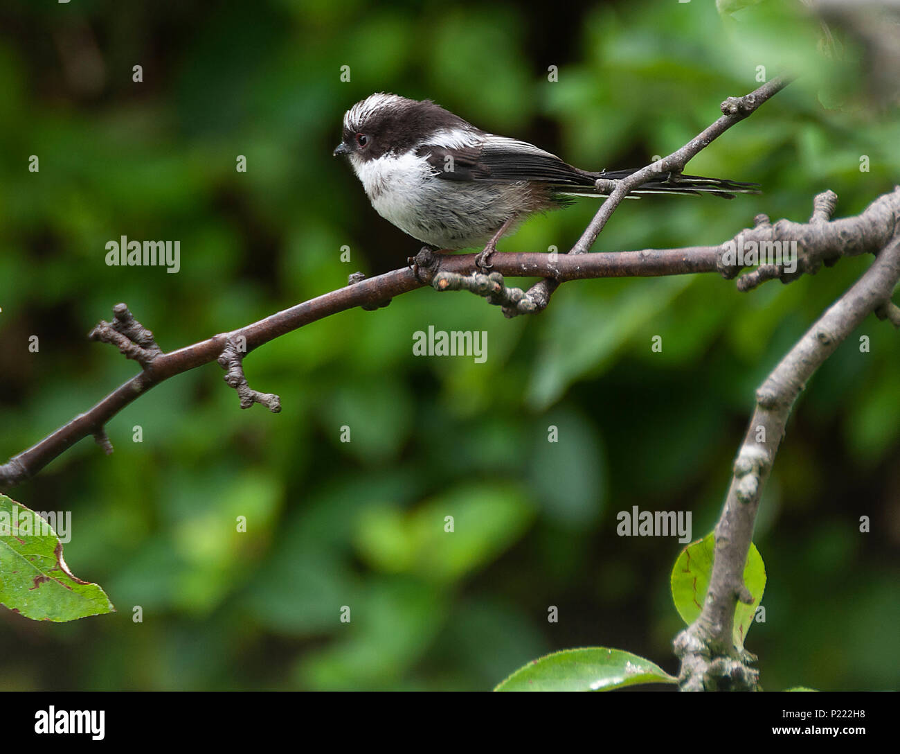 A Juvenile Long Tailed Tit Perching on an Apple Tree Branch Waiting for ...