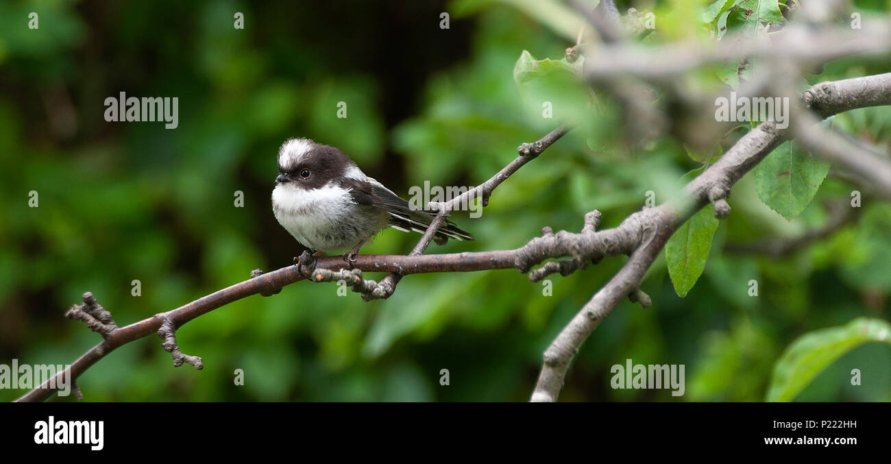 A Juvenile Long Tailed Tit Perching on an Apple Tree Branch Waiting for ...