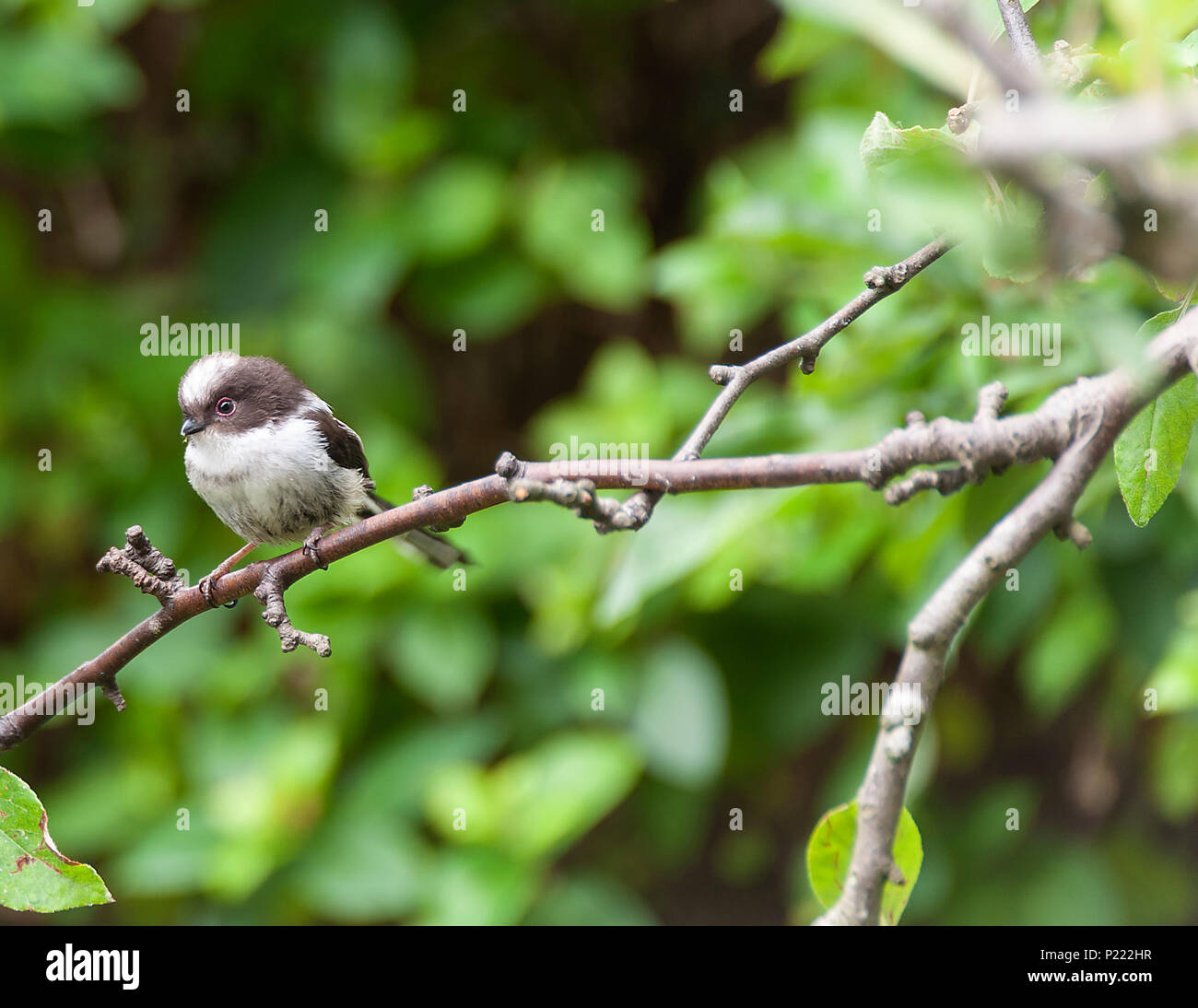A Juvenile Long Tailed Tit Perching on an Apple Tree Branch Waiting for ...