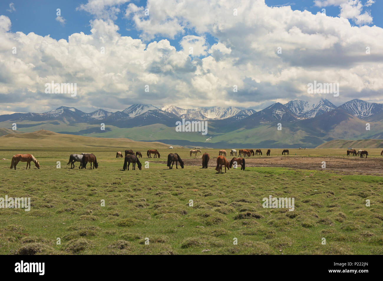 High alpine grasslands hi-res stock photography and images - Alamy