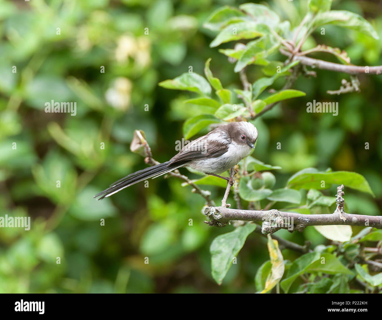 A Juvenile Long Tailed Tit Perching on an Apple Tree Branch Waiting for ...