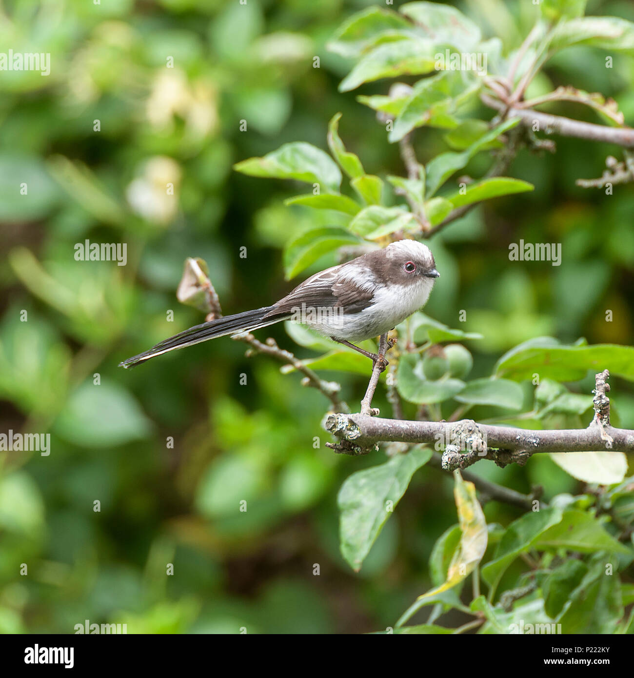 A Juvenile Long Tailed Tit Perching on an Apple Tree Branch Waiting for ...