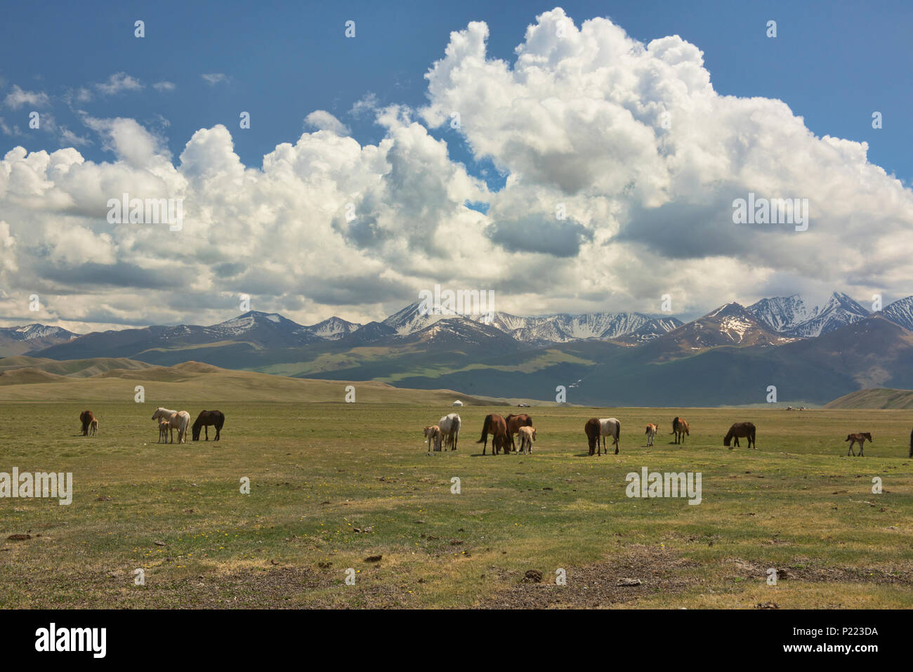 Horses on the high plains, Bayanbulak Grasslands, Xinjiang, China Stock ...
