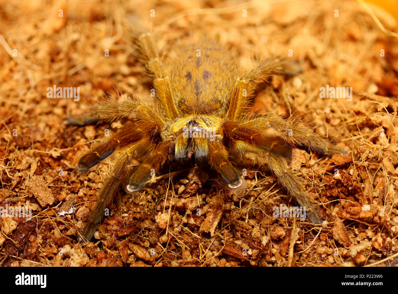 Orange Baboon Tarantula Stock Photo - Alamy