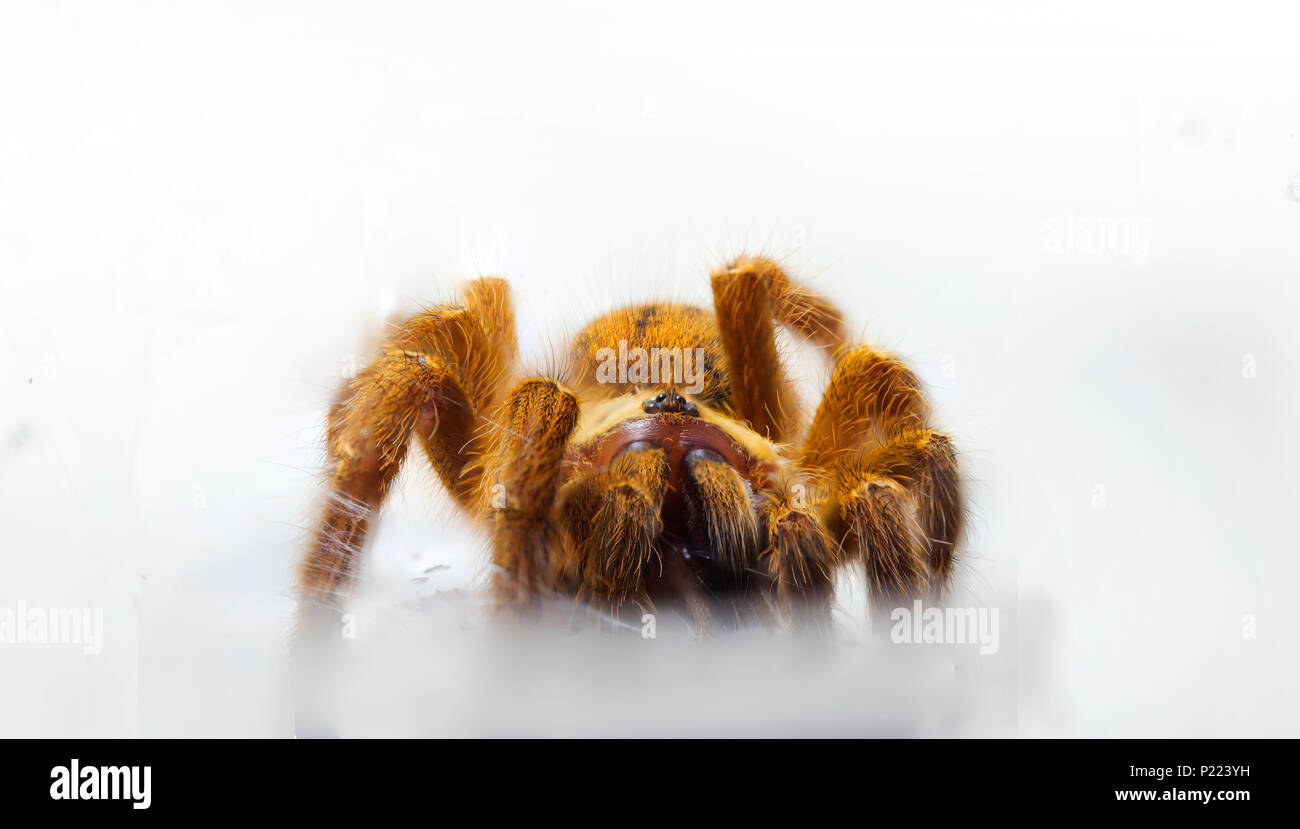 Orange Baboon Tarantula Stock Photo - Alamy