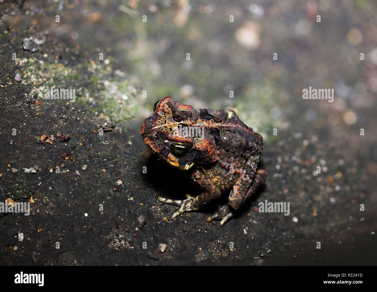 juvenile cane toad Stock Photo - Alamy